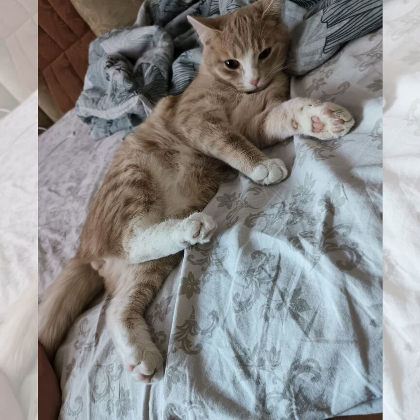 Сибирский котёнок