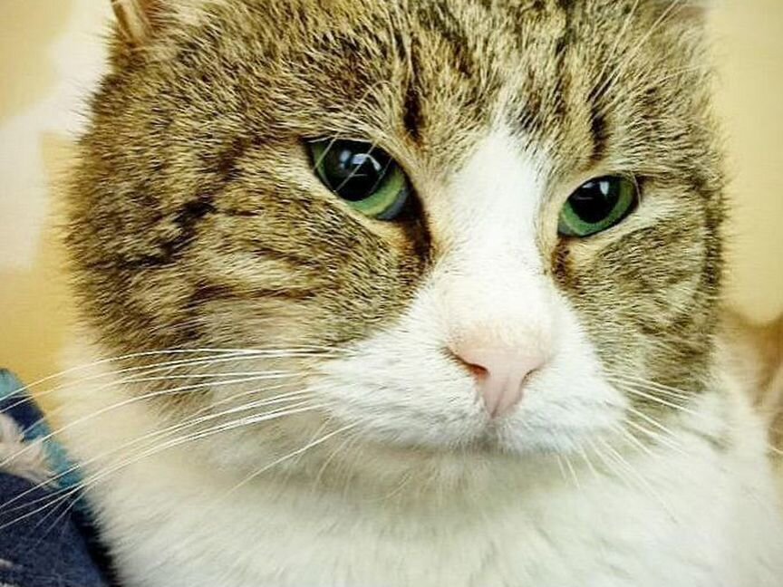 Котик Гоша с тяжелой судьбой