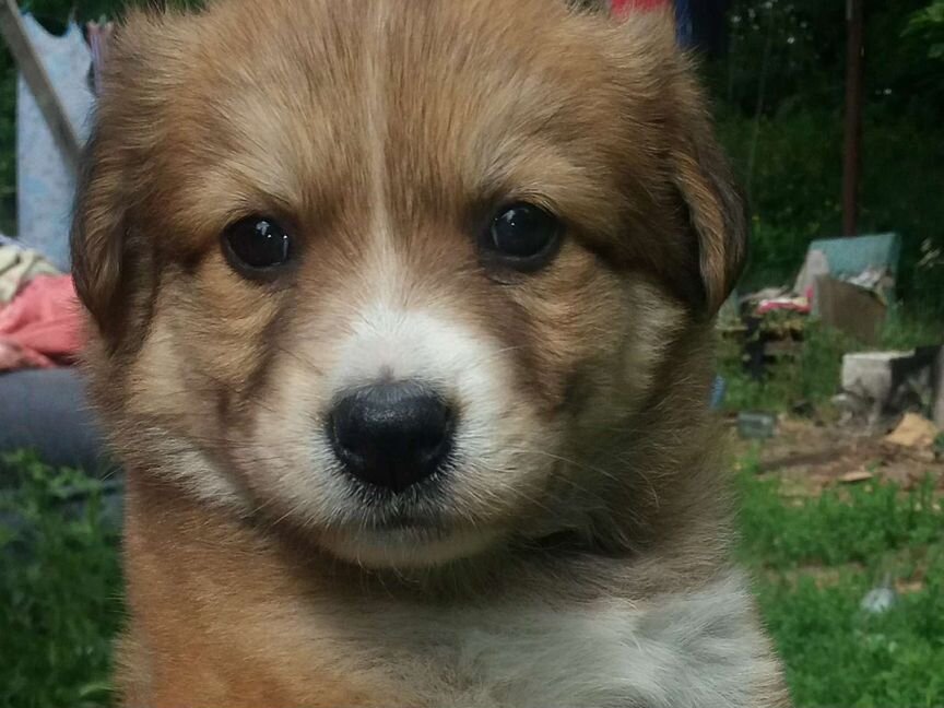 Щенок нуждается в людях