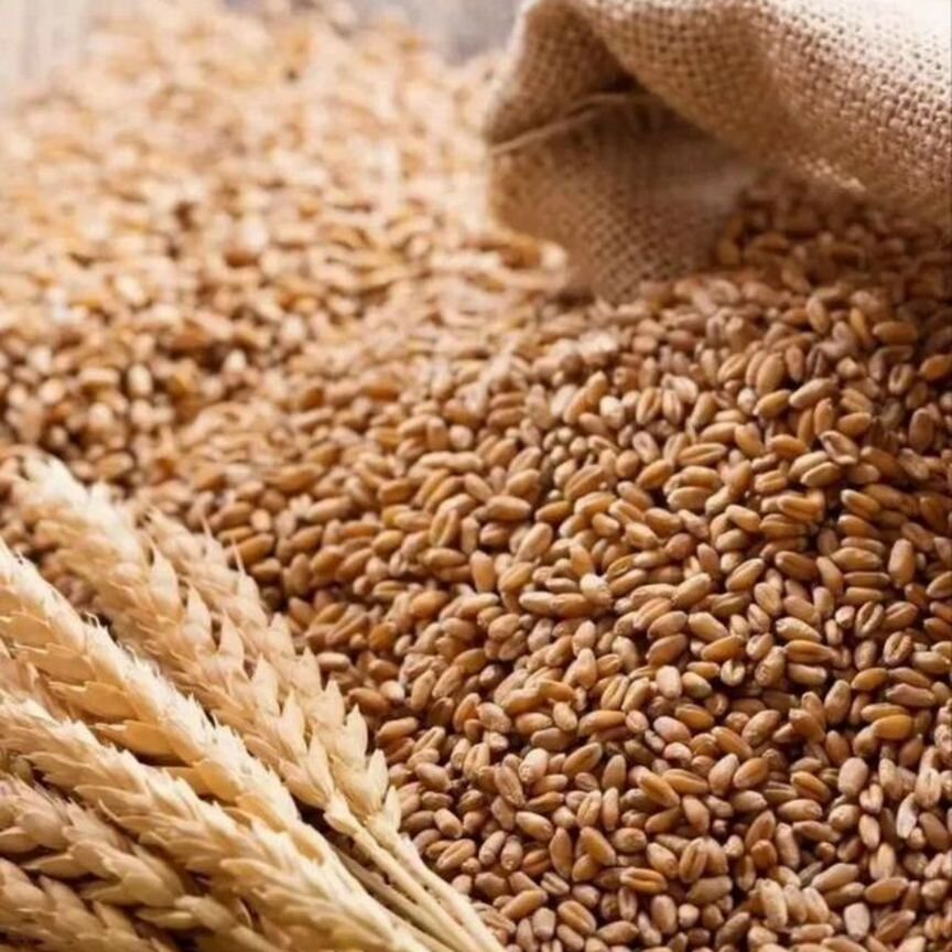 Пшеница ячмень