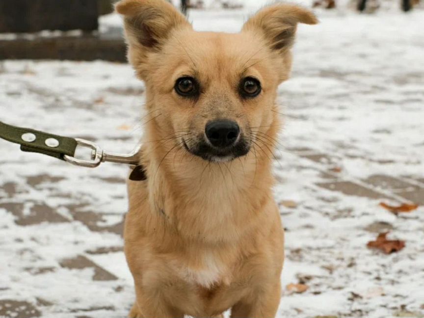 Маленький пёсик из приюта