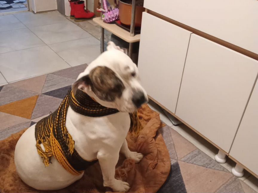 Американский бульдог