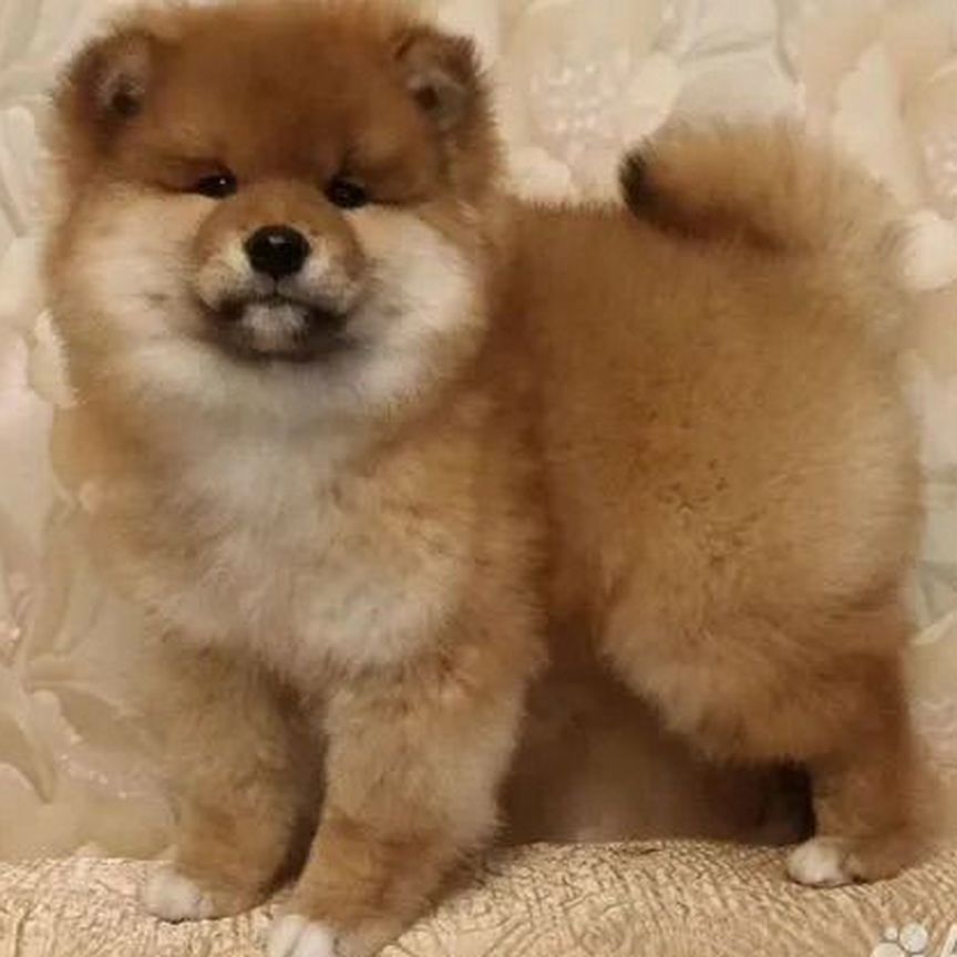 Сиба-ину, щенок