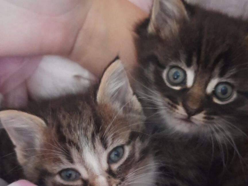 Котята 1мес в добрые руки
