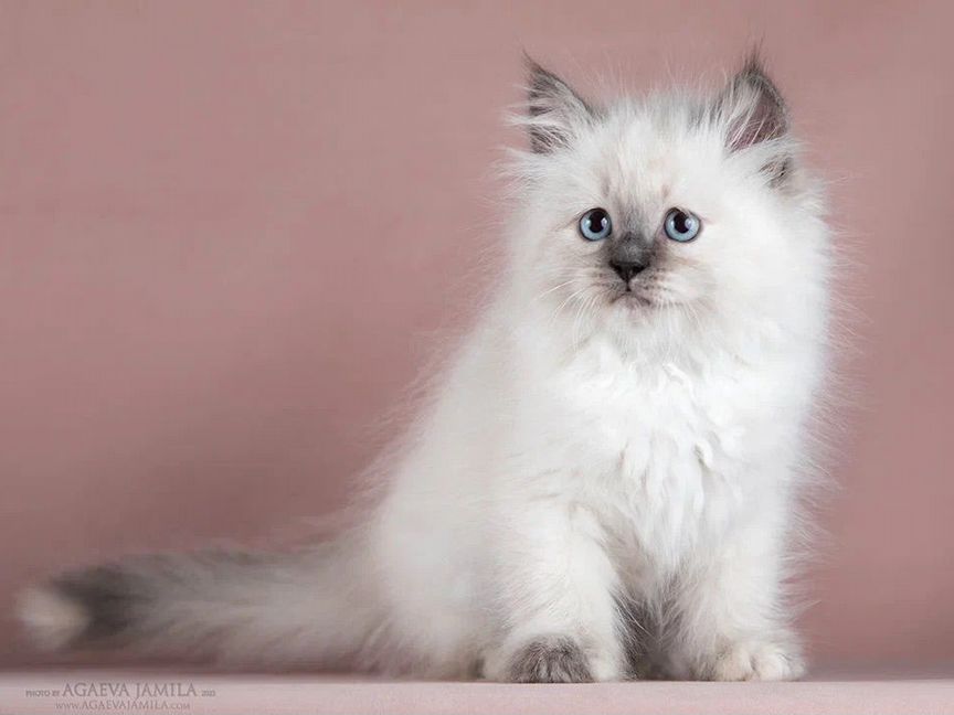 Невская маскарадная