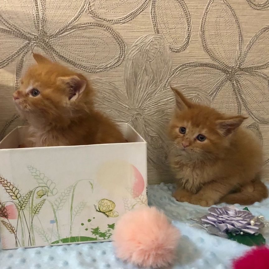 Мейн-кун котёнок