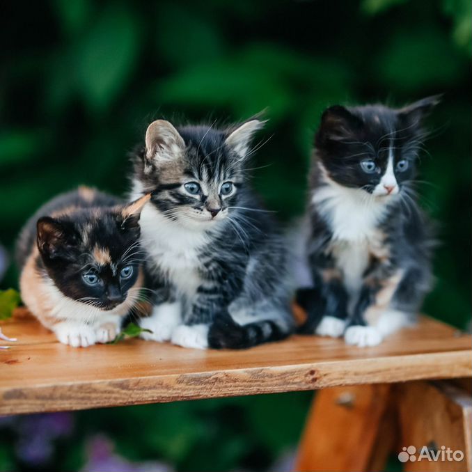 Домашние котята от монастырской кошки крысоловки