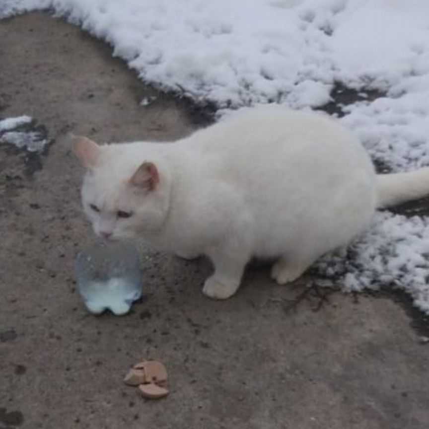 Котик ищет дом и надёжного хозяина