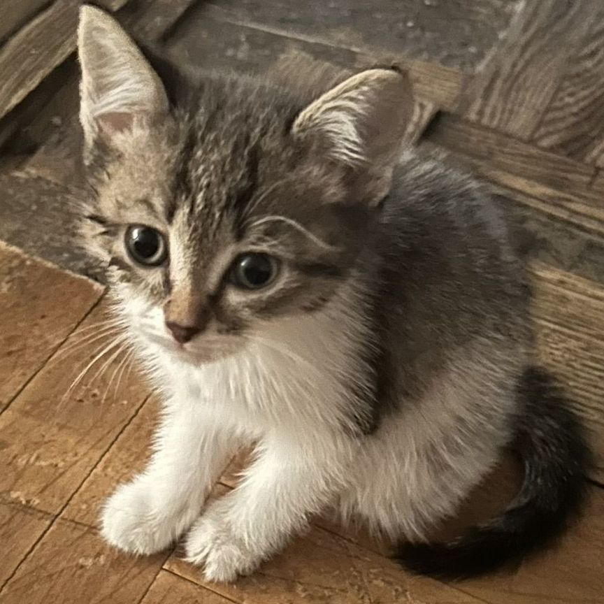 Отдам котенка в добрые руки
