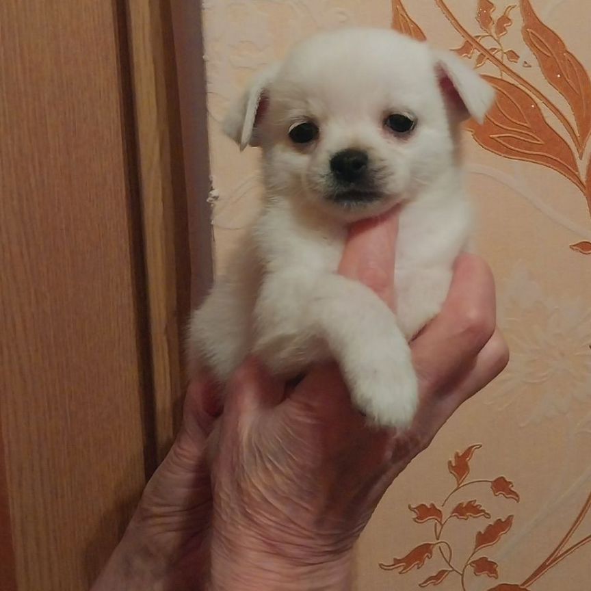 Чихуахуа, щенок