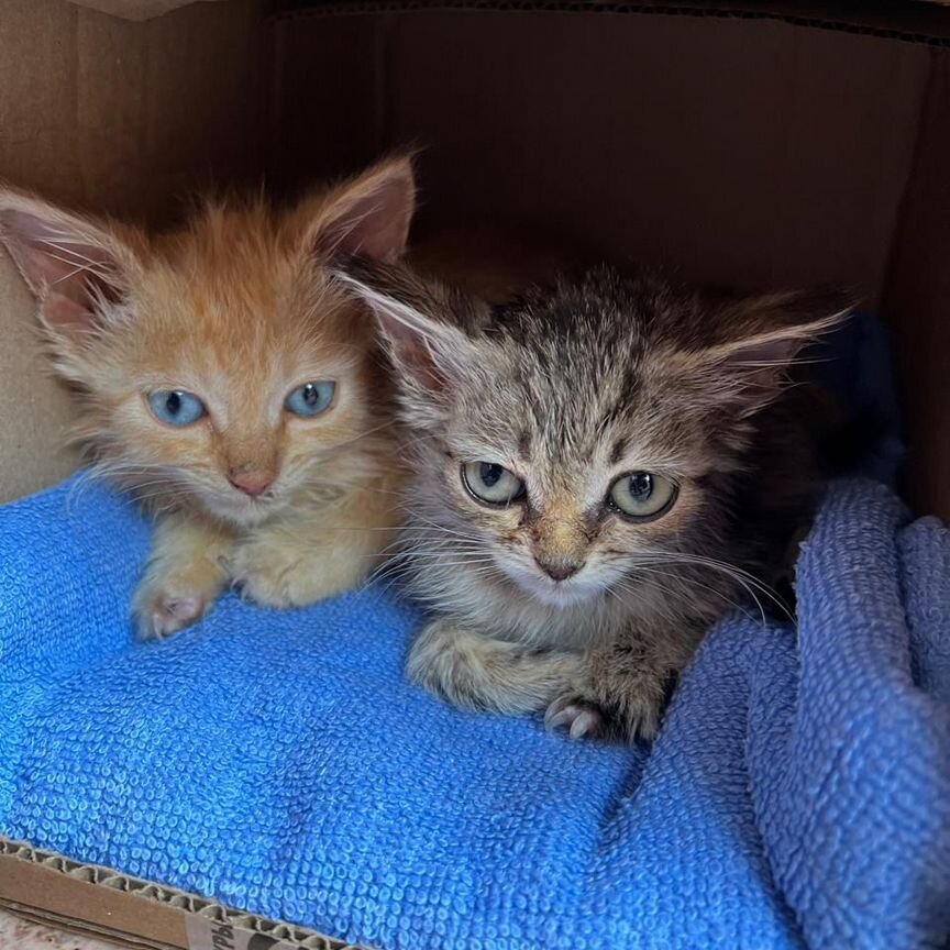 Котята очаровашки в добрые руки приучены к лотку