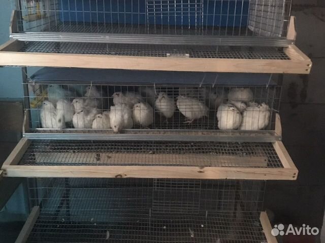 Перепела петухи