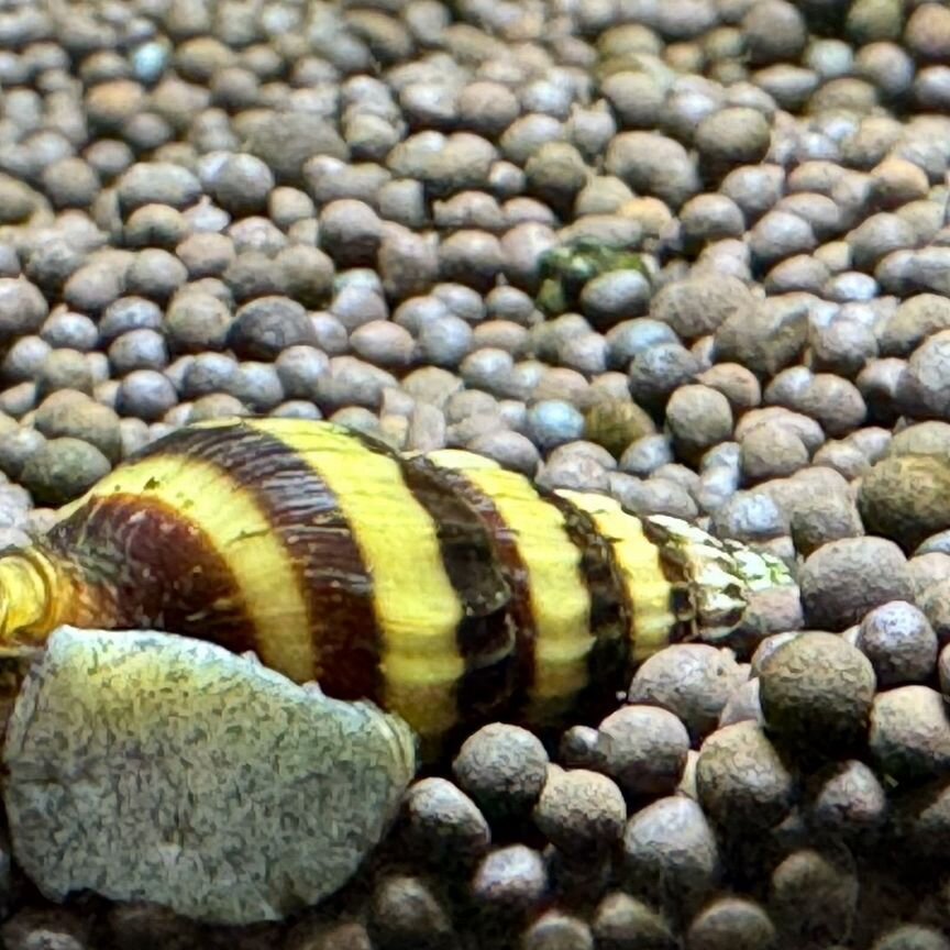 Улитка Хелена обмен