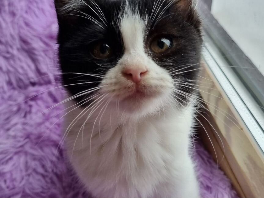 Котенок Тарасик