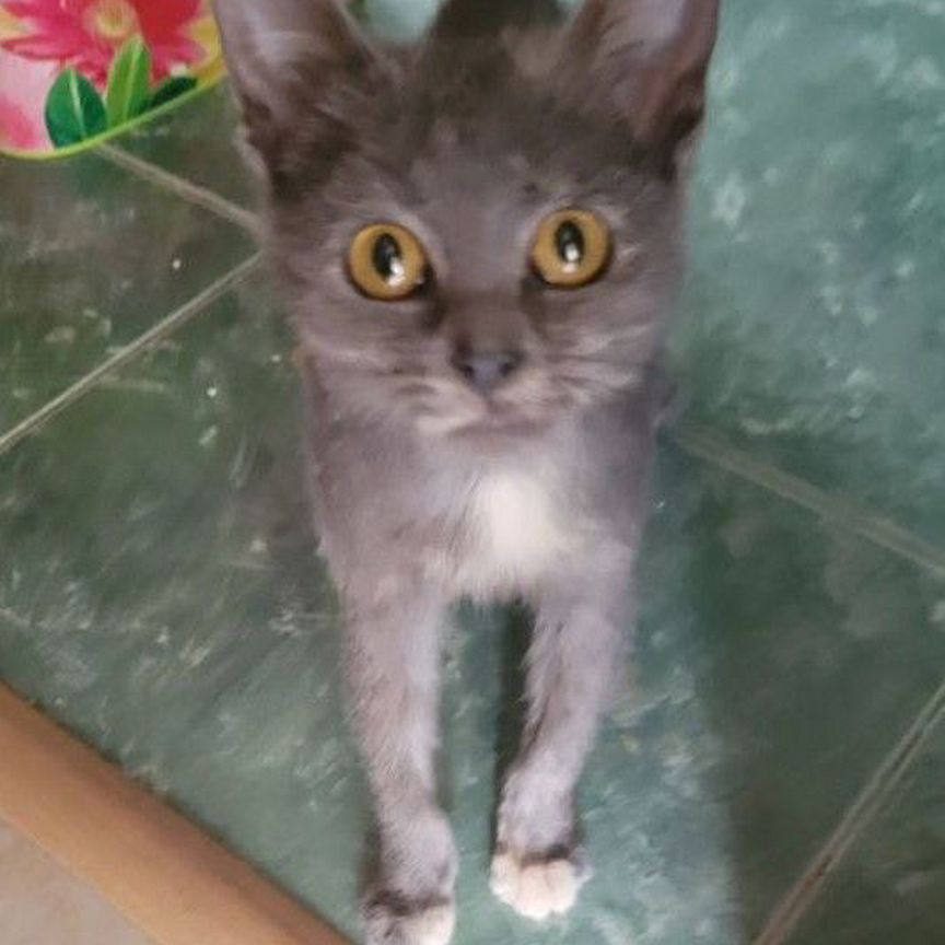 Котенок 2 месяца серая непоседа