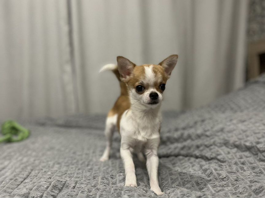 Вязка кобель чихуахуа mini