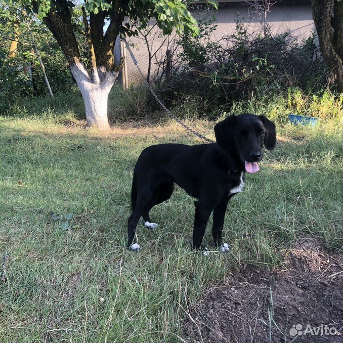 Курцхаар в добрые руки