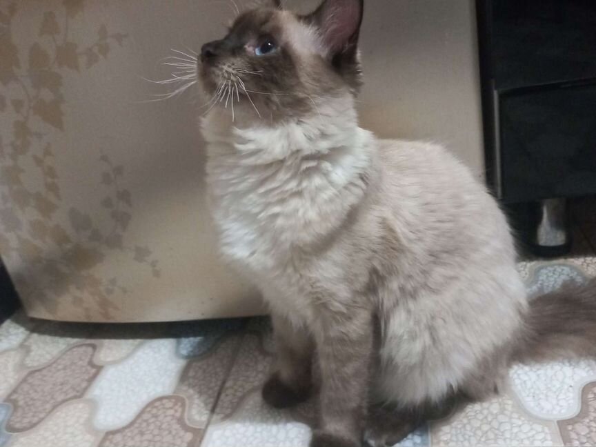 Потерялся кот