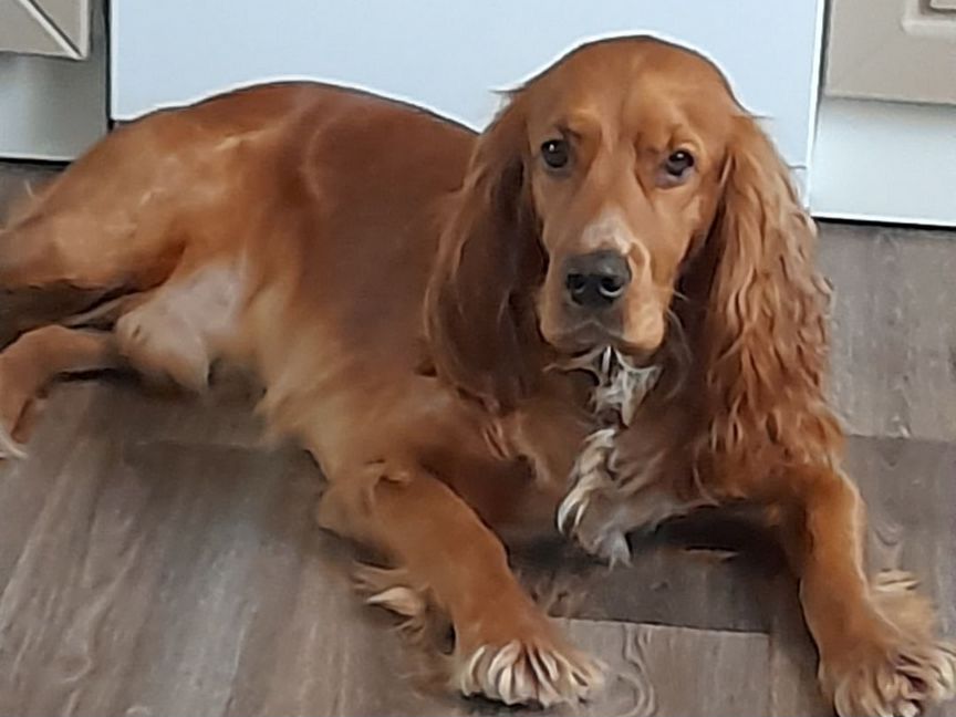 Английский кокер спаниель