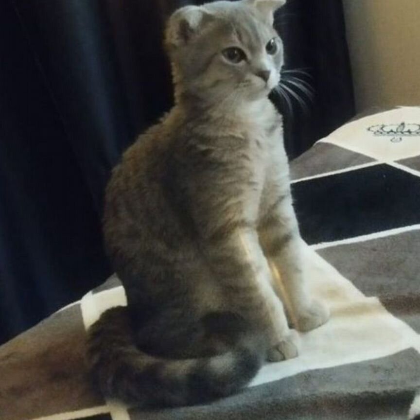 Шотландский вислоухий короткошёрстный котёнок