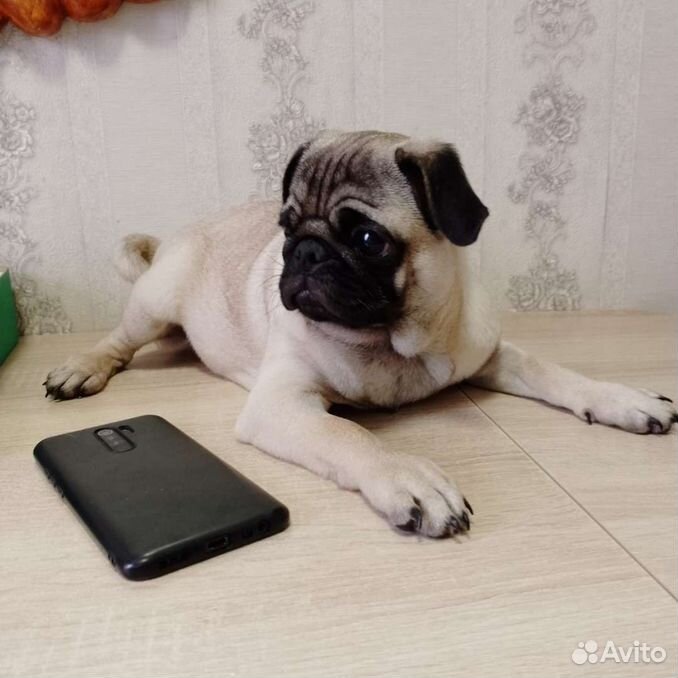 Щенок мопса 5 мес