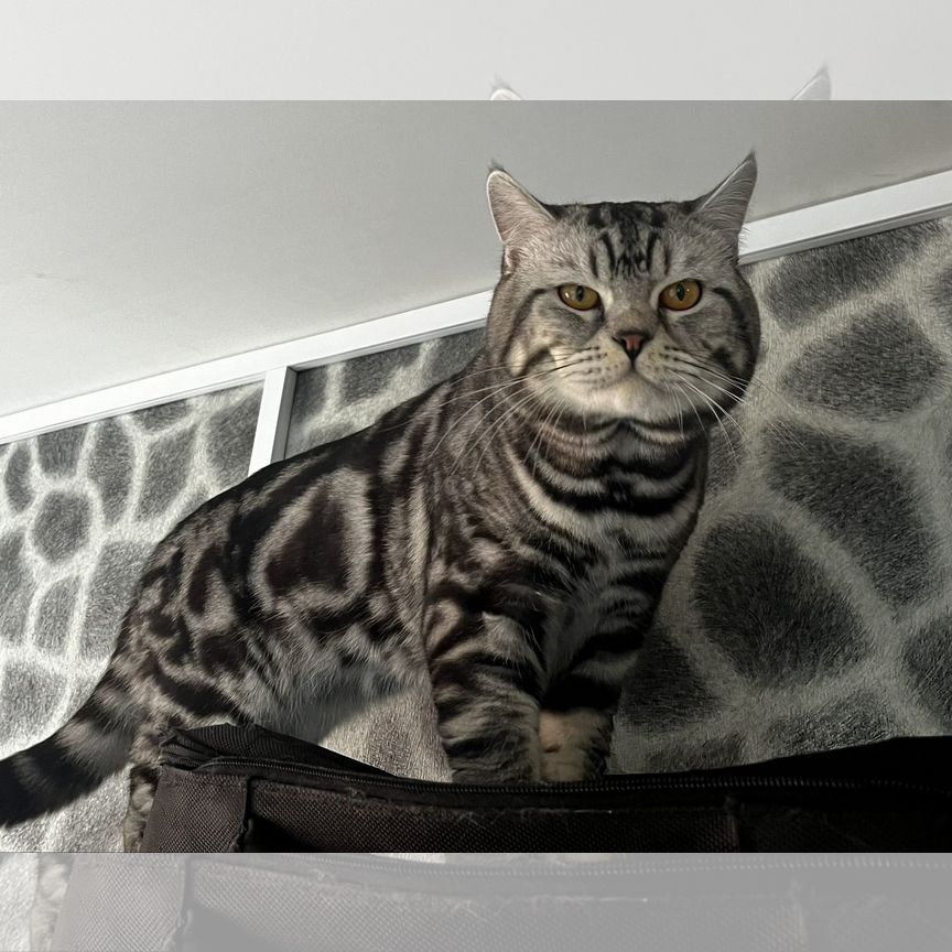Вязка британского кота