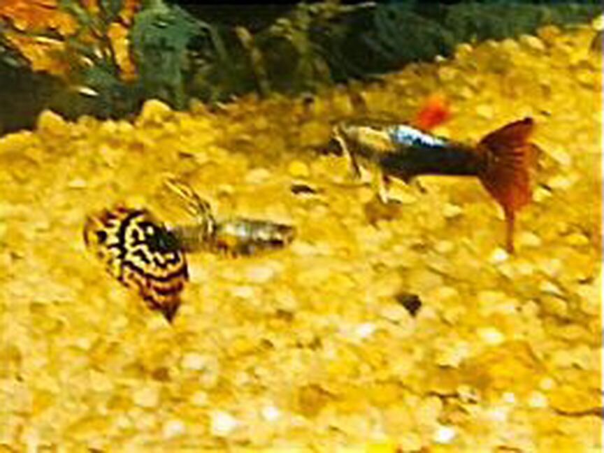 Аквариумные рыбки гуппи