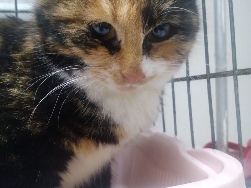 Кошка