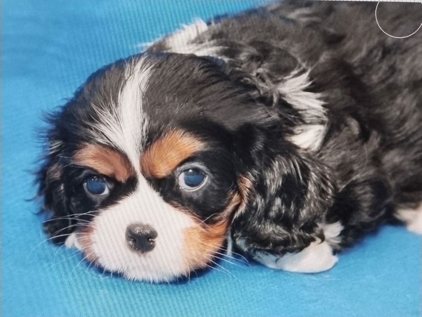 Кинг чарльз спаниель