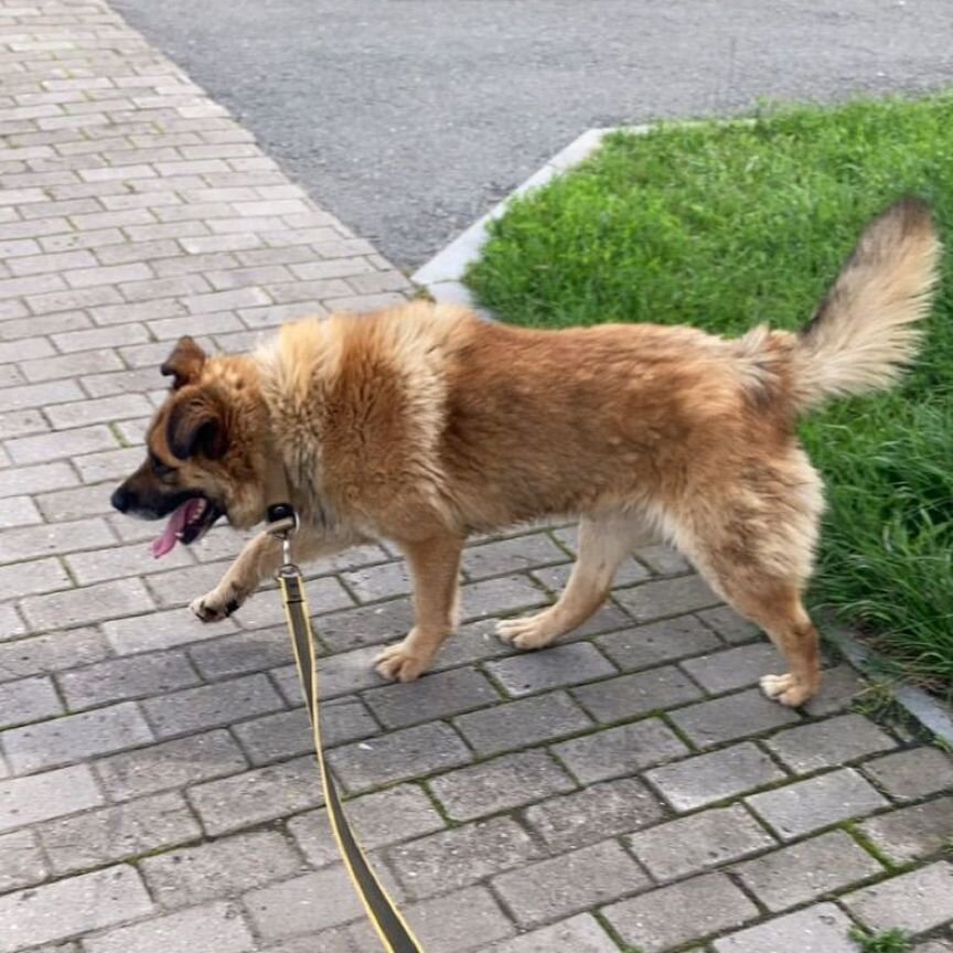 Песик Дени ищет дом не цепь