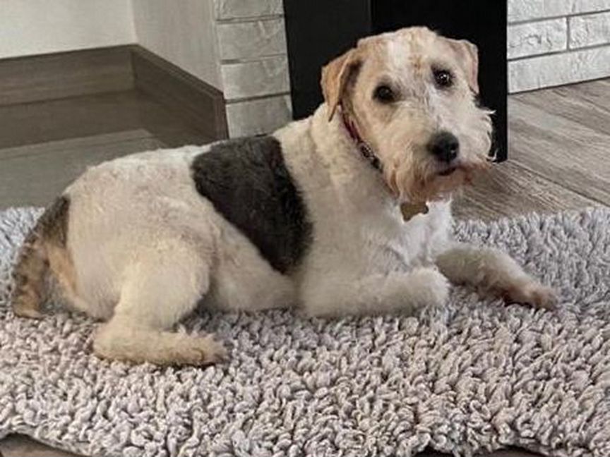 Потерялась собака. Фокстерьер