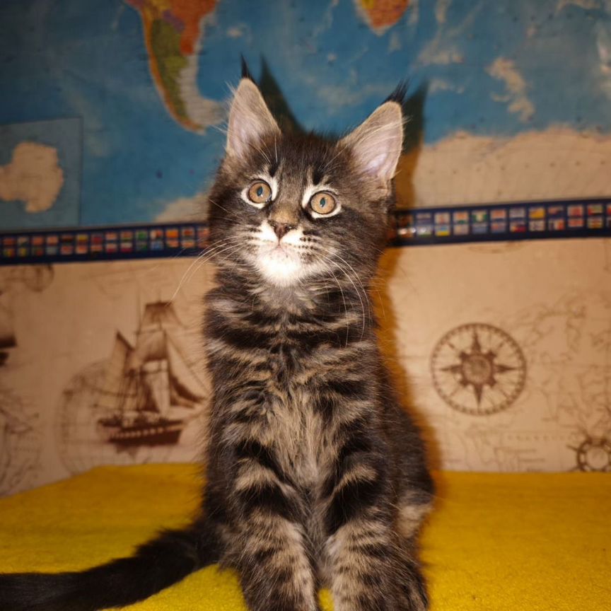 Котята мейн-кун