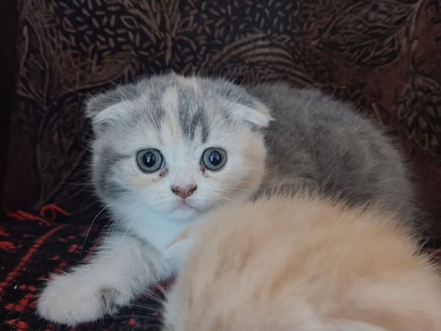 Котята, 1,5 месяца