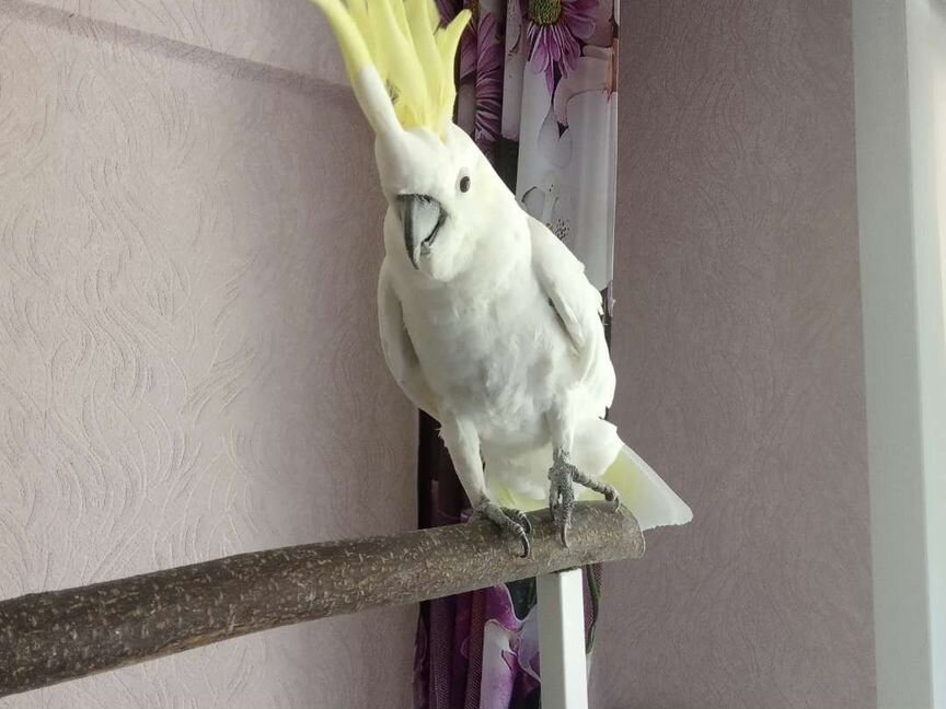 Какаду желтохохлый