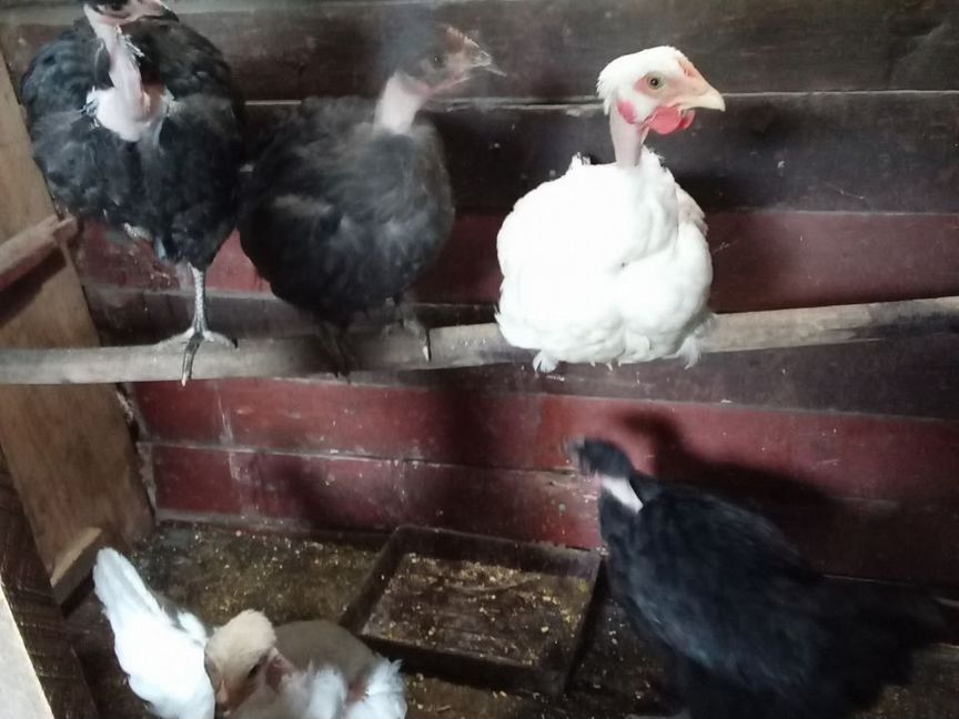 Куры голошейки