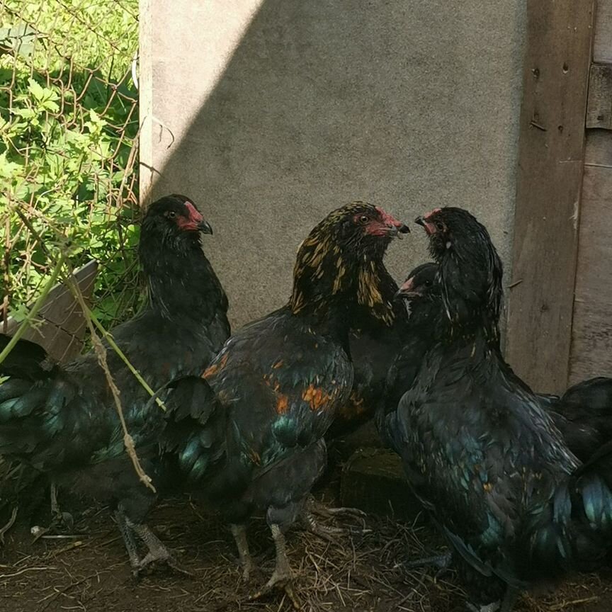 Петушки Амераукана