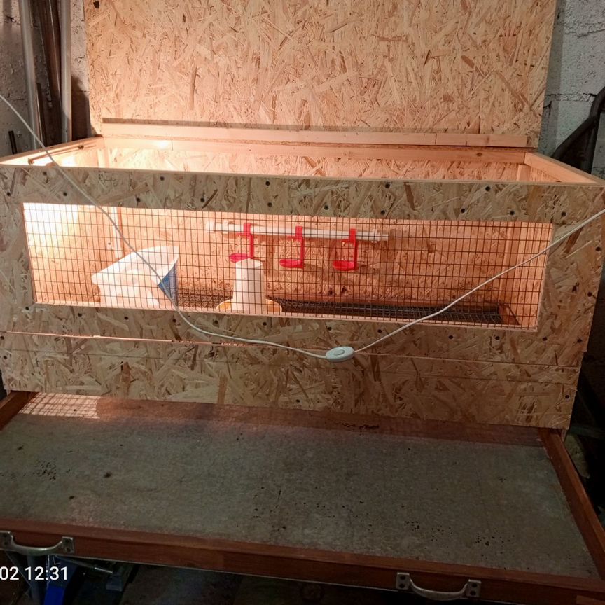 Брудер для цыплят бу