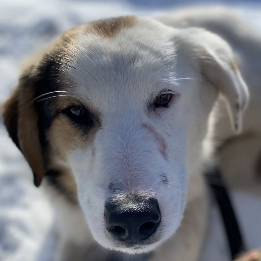 Щенок в добрые руки