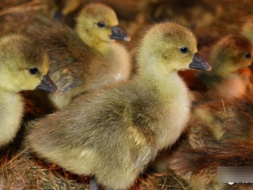 Гусята тамбовские