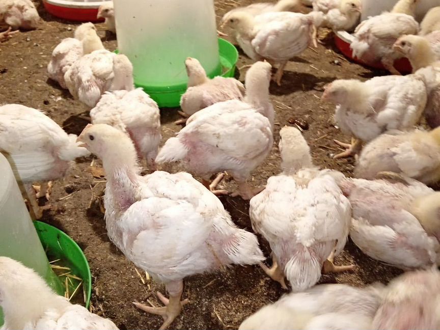 Цыплята бройлеры кобб 500
