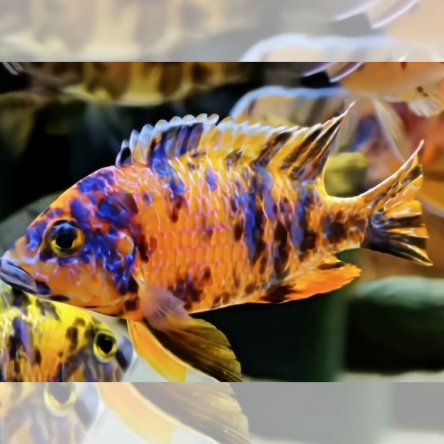 Рыбы аквариум цихлиды мультиколор ред роза