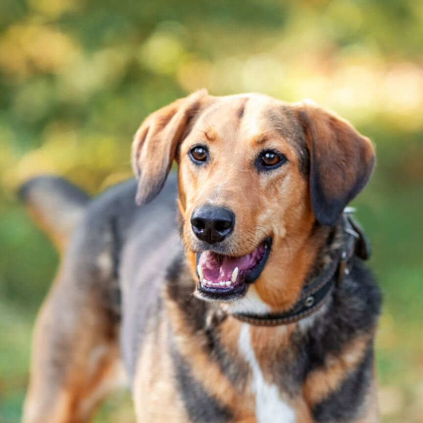 Девочка,3года,домашняя,стерилизована,в добрые руки