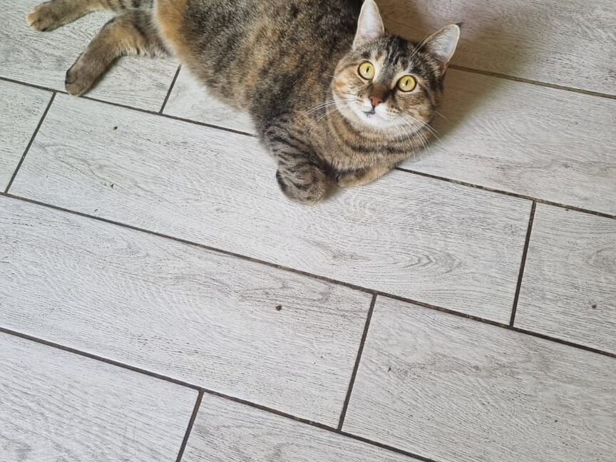 Кошка плюшевая стерилизованная красотка