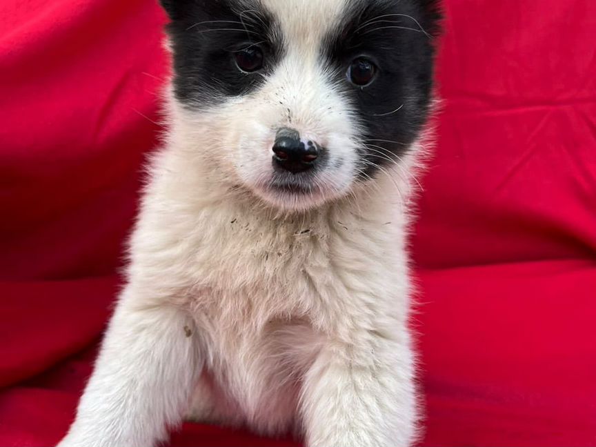 А вы за мной приедите