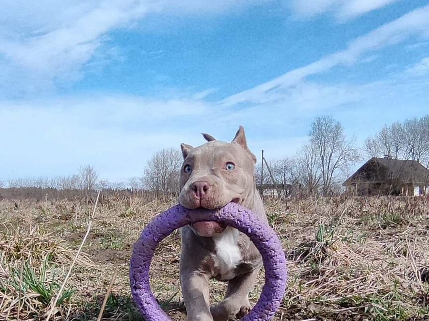 Мальчик Ам Булли 4 месяца