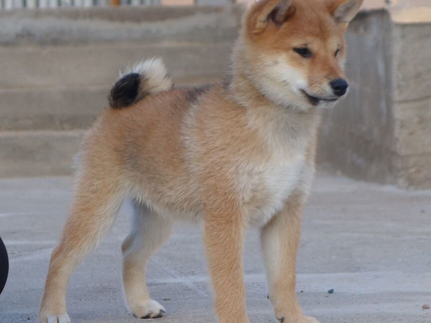 Сиба девочка