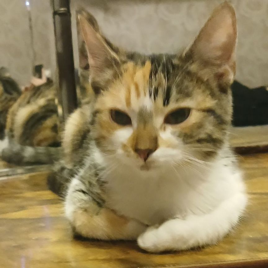 Кошочка