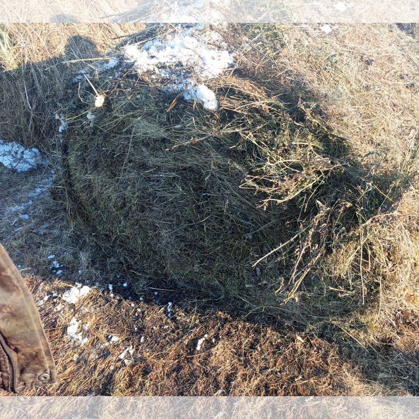 Сено люцерны в тюках