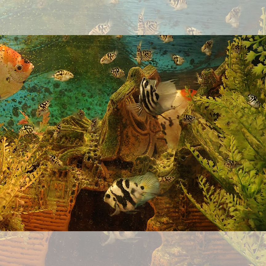 Цихлида Сапфировый попугай (мальки)