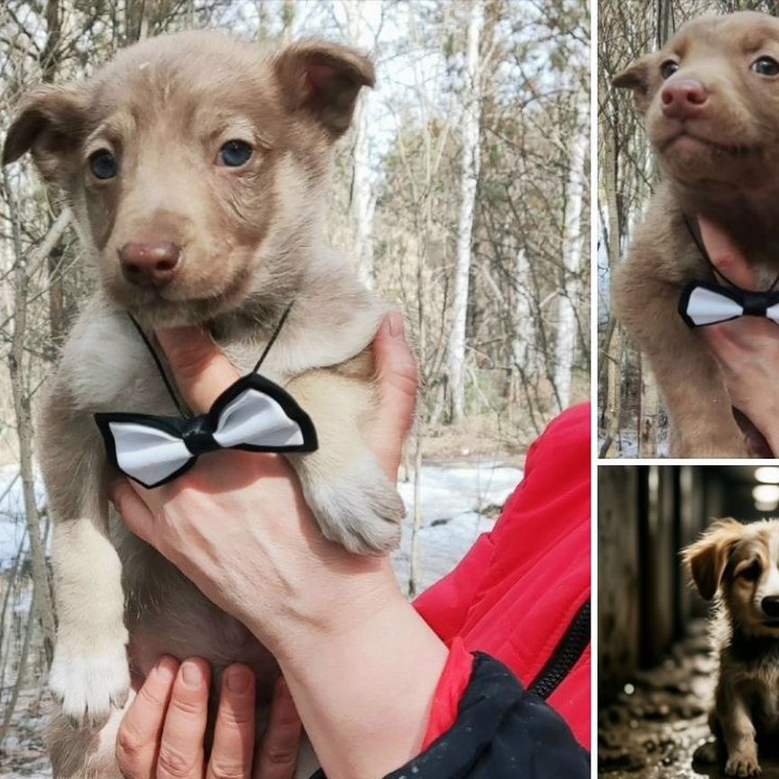 Щенок в добрые руки